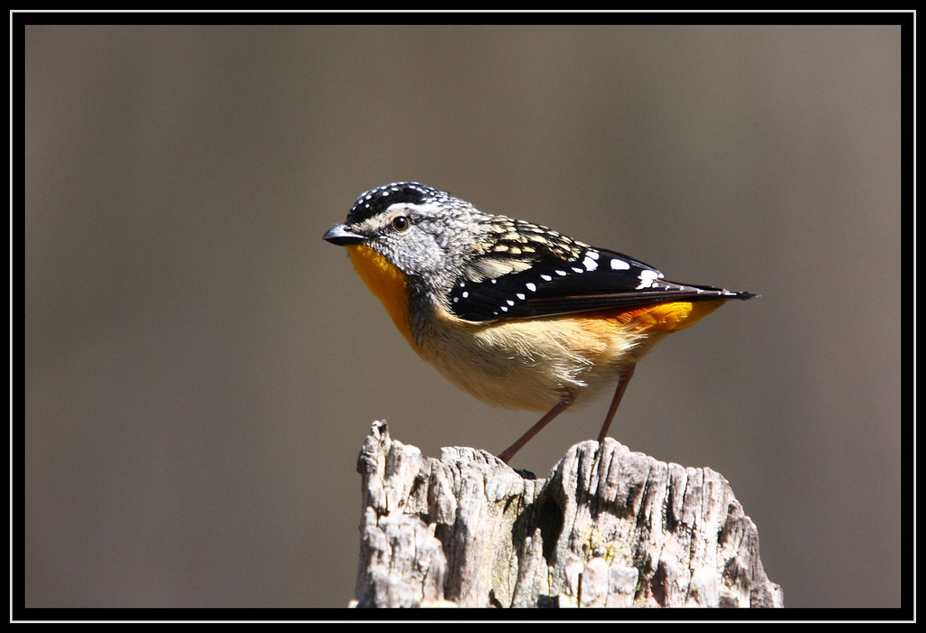 Spotted Pardalote - Canberra Birds
